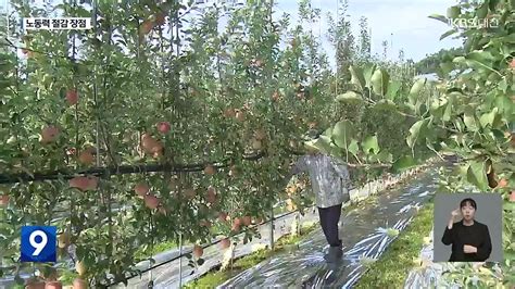 벽면형 사과나무로 노동력↓·수확량↑ 네이버 Tv