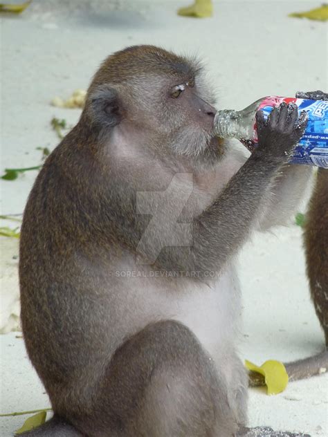 Ape Drinking Pepsi By Sqreal On Deviantart