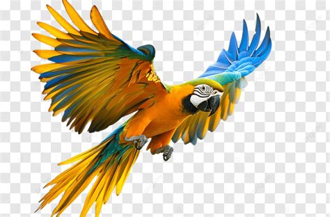 Exotic Macaw Parrot With Extended Wings Macaw Parrot Flying Png