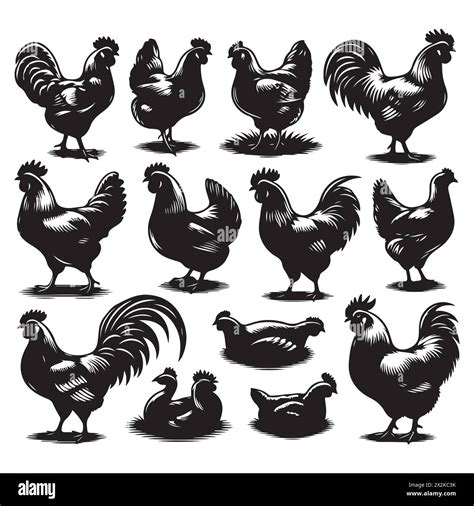 Silhouette Set Of Chicken Stock Vector Image And Art Alamy