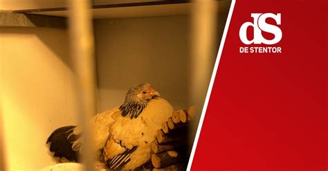 Nieuwe Details Familiemoord • Verwaarloosde Dieren Gedumpt