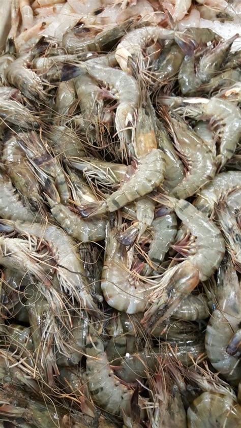 Dive Into The World Of Shrimp Breeding Techniques A Comprehensive