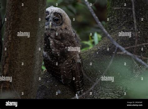A Threatened Northern Spotted Owl Strix Occidentalis Caurina Perched