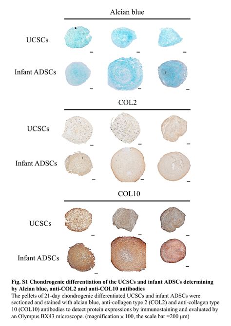 Pdf Multilineage Differentiation Potential In The Infant Adipose And