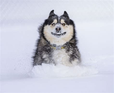 Funny Winning Animal Pics Of The 2022 Comedy Pet Photo Awards
