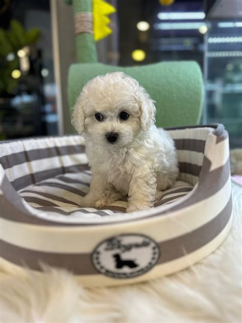 비숑프리제 겨울이 샴입양 셀커크렉스입양 스코티쉬폴드입양 스핑크스입양 아메리칸숏헤어입양 아비시니안입양 터키시앙고라입양 페르시안입양 애완견입양 반려견입양 털빠짐없는소형견종류