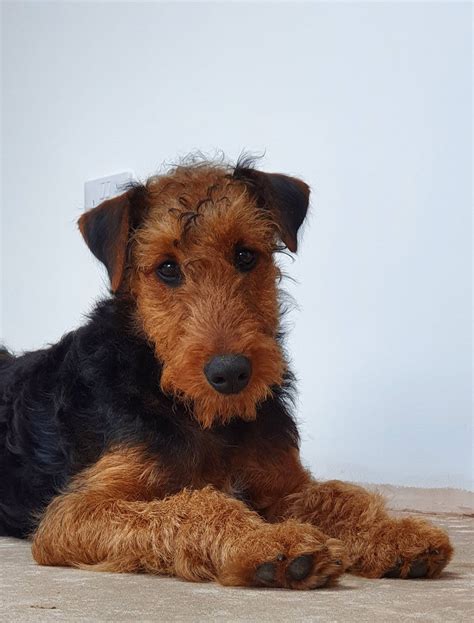 Ruby Hit 6 Months R Airedaleterrier