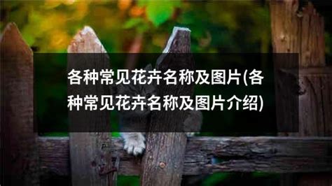 各种常见花卉名称及图片大全各种常见花卉的名称及图片 养花经验