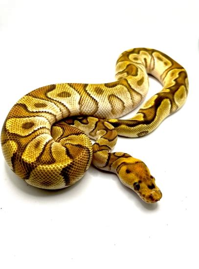 cypress yb enchi clown last discount ball python by flux