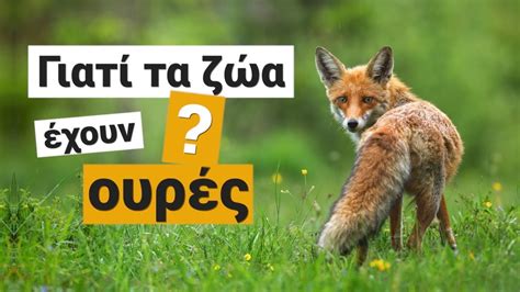 Γιατί τα ζώα έχουν ουρές Ελληνικοί Υπότιτλοι Youtube