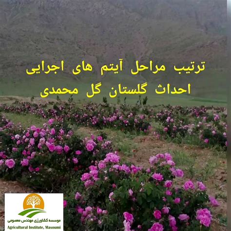 بزرگترین نهالستان گل محمدی بدون خار ۰۹۱۴۸۲۸۶۳۴۱