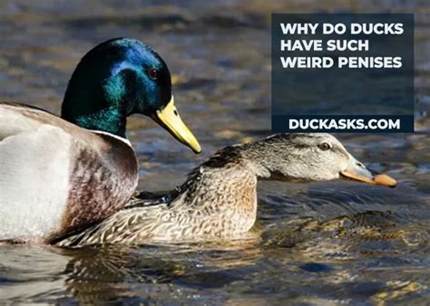 What Does A Ducks Penis Look Like Explain With Pic