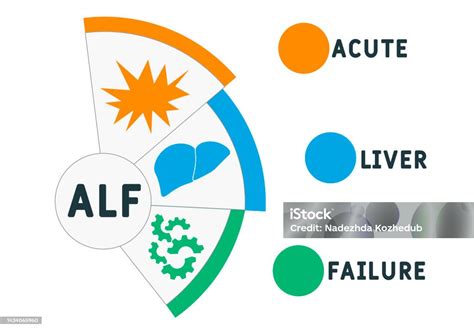 Alf 급성 간 기능 부전 약어 두문자어에 대한 스톡 벡터 아트 및 기타 이미지 두문자어 디자인 문자 Istock