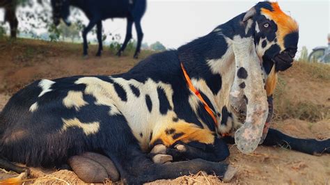 Rustam Bakra Famous Breeder Of Jagga Gujjar New Home Of Rustam Bakra Youtube