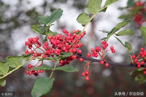 花椒樹怎麼能種活呢花椒樹種植應注意什麼 每日頭條