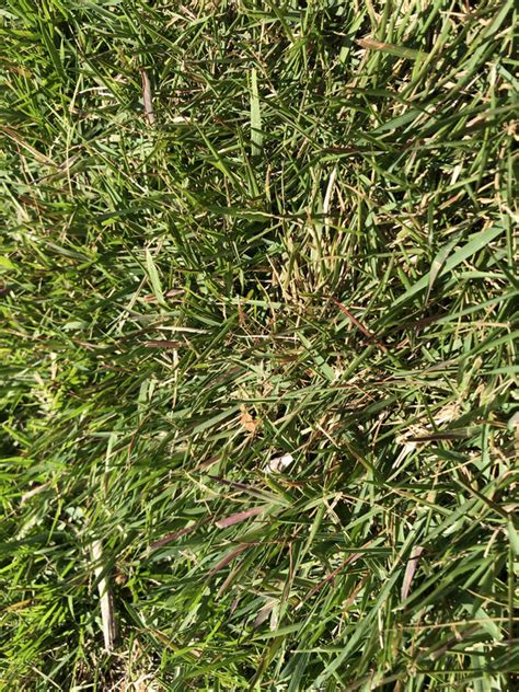 Zoysia Large Patch Fungus Lawn Care Forum