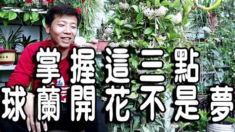 【養養養花花花】球蘭可以四季開花，你之所以養得不開，原因只有三個！ Youtube
