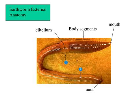 Mouth Function Of Earthworm At Angel Santucci Blog