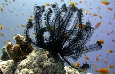 The Incredible Secret Lives Of Sea Lilies And Feather Stars