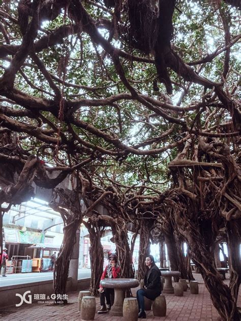 【澎湖景點】通樑古榕 最壯觀的老榕樹 300年的盤根錯節 澎湖旅遊推薦 冬遊夏游都適合 瑄g玩宇宙 瑄瑄 ＆ G先生