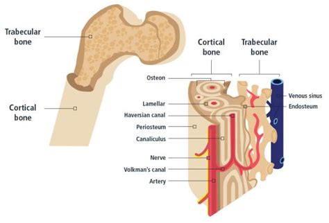 Bone Biology International Osteoporosis Foundation