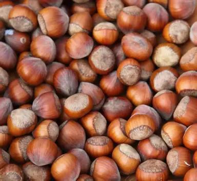 Buy Hazelnut Alexandra Plants Free Shipping Over 150
