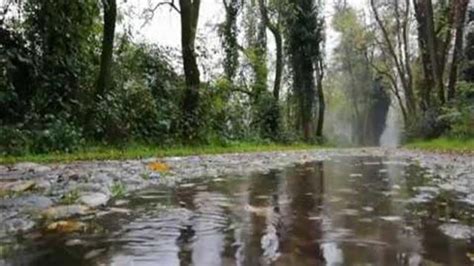 Soothing Rain Sounds For Sleep 1 Hour Relaxing Sounds Of Rain Falling