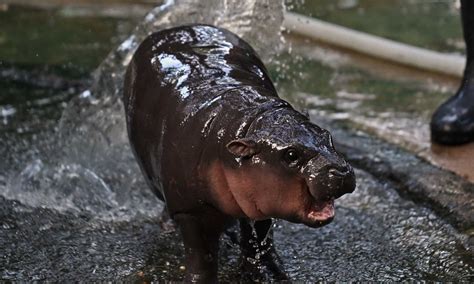 Viral Pygmy Hippo Moo Deng Gets Her Own 24 7 Livestream