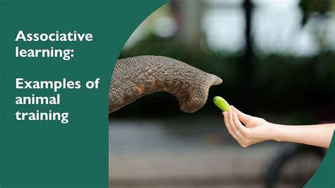 Applying Associative Learning Examples Of Animal Training Youtube