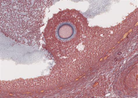 Lab Practical 3 Female Reproductive System Histology Diagram Quizlet