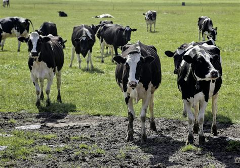 Gambar Wallpaper Sapi Unduh Gambar Gratis Di Unsplash