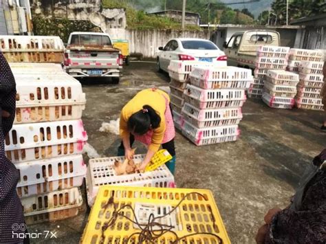 江山鎮：「授人以魚不如授人以漁」，全力鞏固脫貧成果 每日頭條