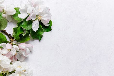 밝은 라일락 배경 위에 흰 사과 꽃 꽃의 평평한 누워 있습니다 상단보기 복사 공간 2월에 대한 스톡 사진 및 기타 이미지 2
