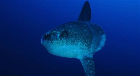 8 Best Scuba Diving Spots In Bali To Dive Into In 2025