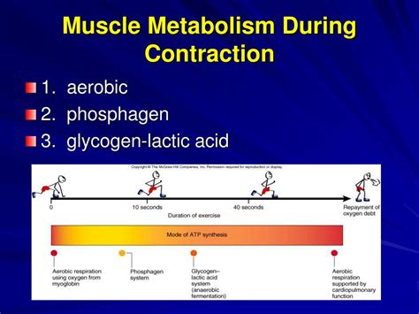 Ppt Muscle Tissue Handout 5 Muscles And 6 Excitation Contraction