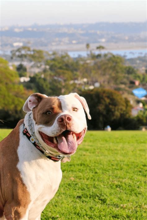 We Suddenly Lost Our Dog To Hemangiosarcoma La Jolla Mom