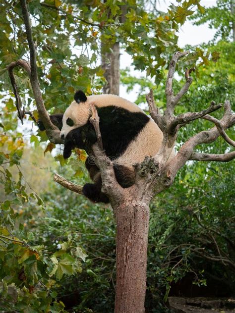Cute Panda Bear Resting On A Green Tree France Stock Image Image Of Solace Sheltering 303642475