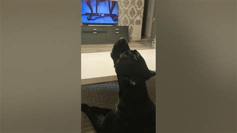 როკი კანეკორსო Youtube