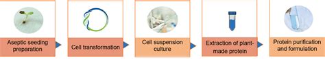 Plant Cell Suspension Based Protein Production Lifeasible