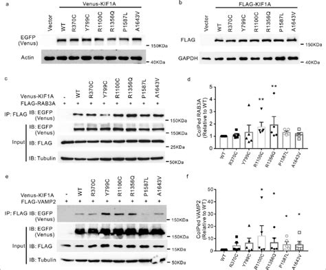Binding Of Cargos To Als Associated Kif1a Mutants A B Plasmids