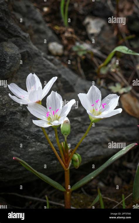 Claytonia Lanceolata Western Spring Beauty Wildflower Stock Photo Alamy