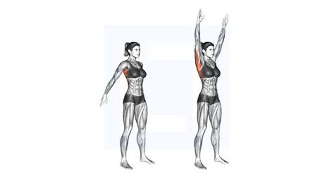 Dynamic Back Stretch Guide Benefits And Form