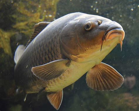 10 Carp Fishing Tips And Tricks Catchmefishing