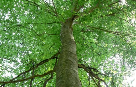 Join The Geauga Park District For A Presentation On Beech Leaf Disease And How It Is Affecting