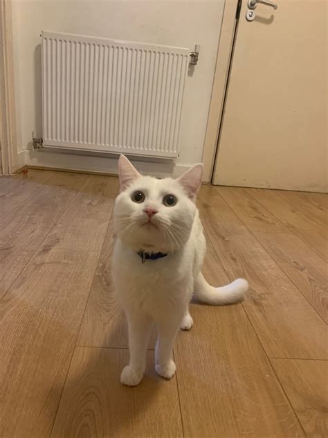 British Shorthair Cat In Hounslow London Gumtree