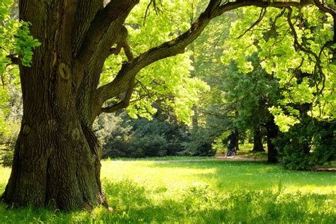City Seeks Input On Development Of Proposed New Tree Bylaw Orillia News