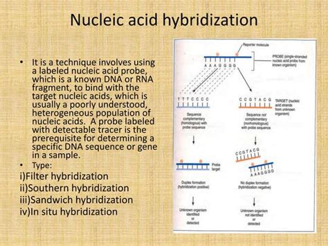Identification Of Bacteria Pptx Infectious Diseases Diseases And Conditions
