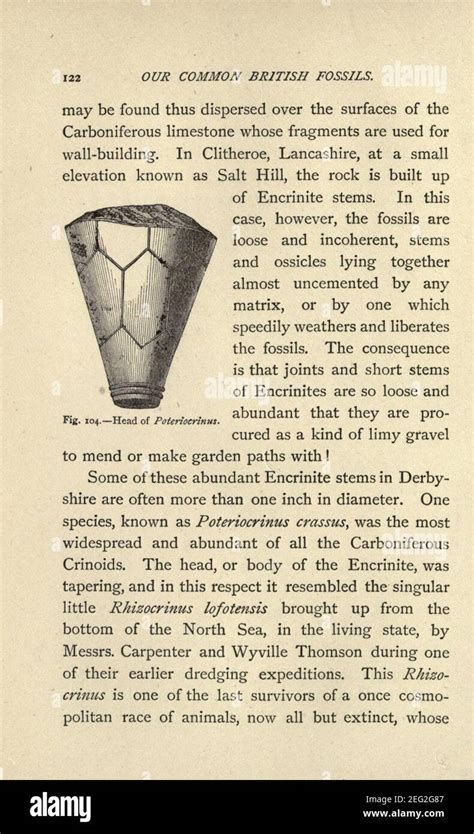 Our Common British Fossils And Where To Find Them Page 122 Stock