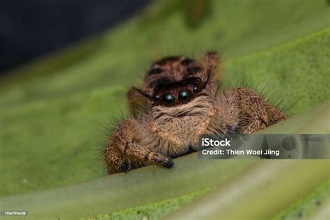 Macro Image Of Beautiful Female Jumping Spider In Sabah Borneo Hyllus