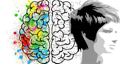 Las Diferencias De Sexo En El Cerebro Apuntan A Las Causas Del